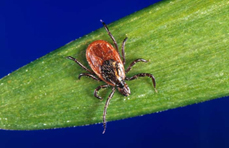Tickborne Diseases - Allegheny County, PA