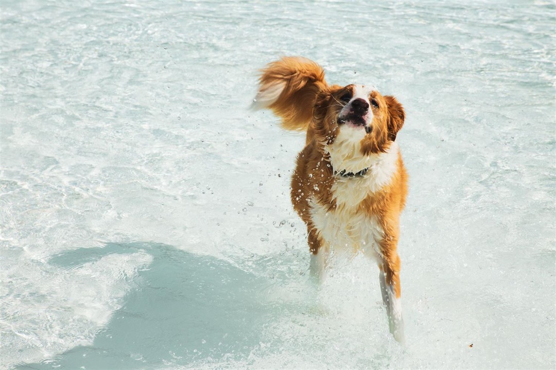 Pooches in the Pool - Allegheny County, PA